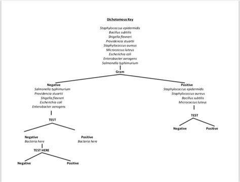 Bacillus Subtilis Identification Chart Keski