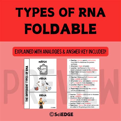 Types Of Rna Mrna Rrna Trna Foldable By Sciedge Tpt