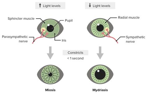 Do Dilated Pupils React To Light At Layla Dickens Blog