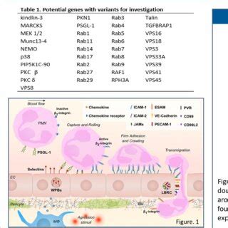 Upon Stimulation Greater Expression Up To Fold In MFI Is Observed Download Scientific