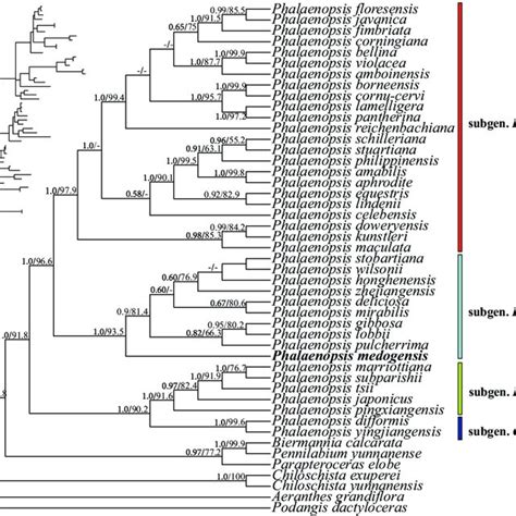 phylogram of bayesian inference based on nrdna its numbers above