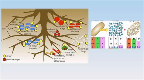 Agricultural Microbiology Role Of Microbes In Soil Fertility PPTX