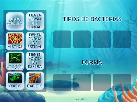 Tipos De Bacterias Ordenar Por Grupo