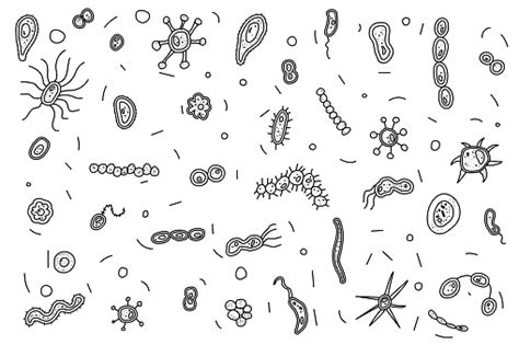 박테리아 세포 구성을 설정합니다 벡터 일러스트입니다 박테리아에 대한 스톡 벡터 아트 및 기타 이미지 박테리아 마이크로 생물체 낙서 드로잉 Istock