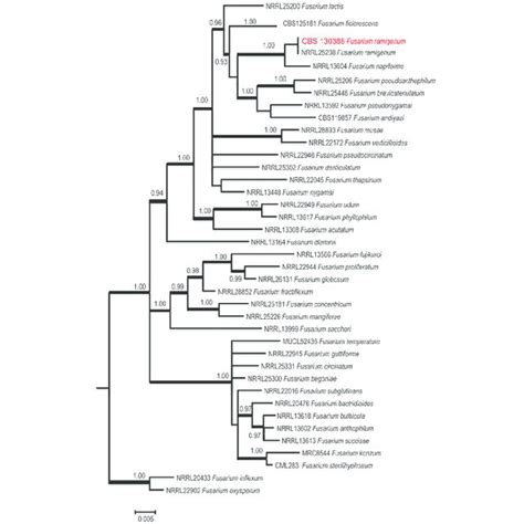 A Inflammatory Lymphocytic Nodular And Focal Infiltrate With Fibrosis Download Scientific