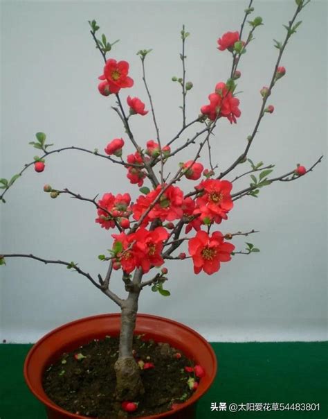 4種「富貴花」，開花美觀又大氣，家裡養一盆，福氣滿滿 每日頭條