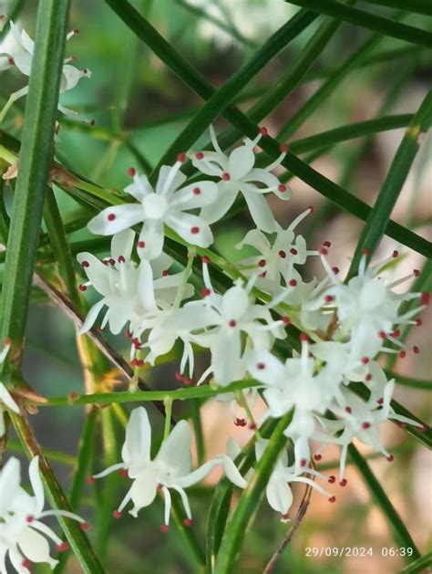 လူလတ်တန်းစား Sarphat