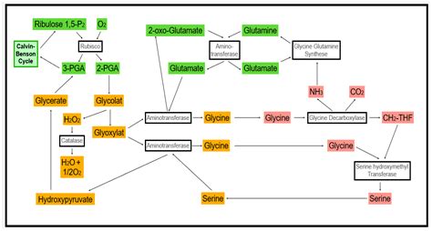 Antioxidant Enzymes Examples At Patrick Purcell Blog