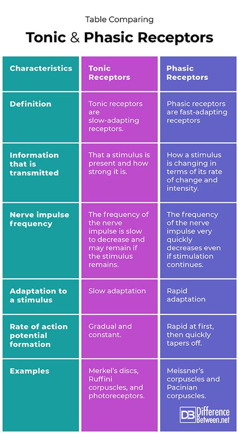 Difference Between Tonic And Phasic Receptors Difference Between Tonic Vs Phasic Receptors