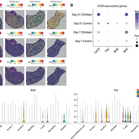 Spatial Transcriptomics Reveals Germinal Center Loss During Chronic Download Scientific Diagram