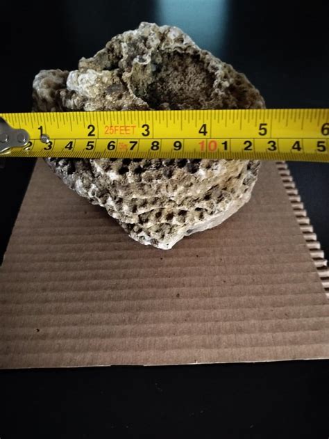 Another Middle Tn Fossil R Fossils