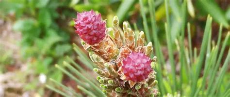 黄山松也会开花？快来欣赏别样风景授粉时间球果