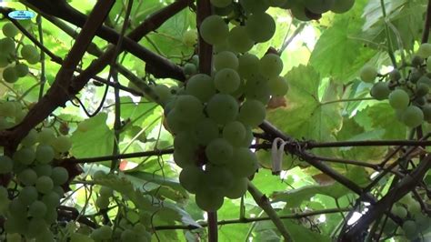 СОРТА ВИНОГРАДА ДЛЯ БЕСЕДКИ. - YouTube