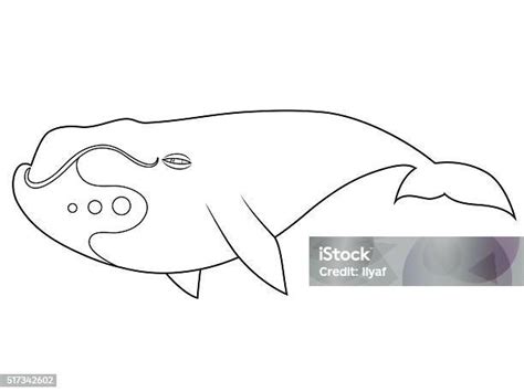 สมุดระบายสีวาฬหัวธนู ภาพประกอบสต็อก ดาวน์โหลดรูปภาพตอนนี้ Friendly Match กระดาษระบายสี