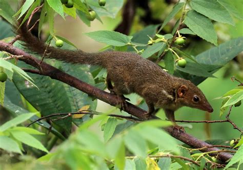 Horsfields Treeshrew Tupaia Javanica Bali Wildlife