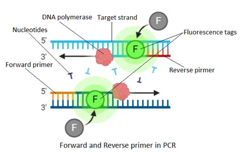 Primers Forward And Reverse Are Synthetic Oligonucleotides Of 17 30
