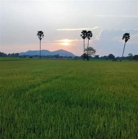 គ្រុប គ ក ន ក ឃុំ ត្នោត Facebook