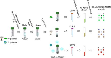 Diagram Of The Extraction Methods For Leaves Flowers And Tree Trunks