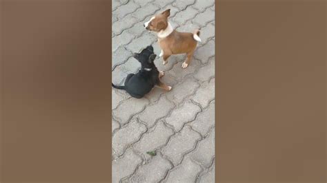 Wrestling Between Puling And Striling 🤣🤣viral Trending Youtube