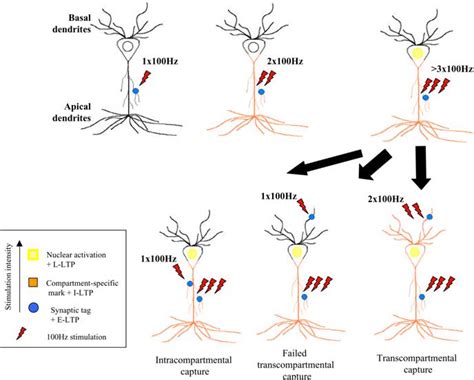 Synaptic Tagging Compartment Specific Marking And Transcompartmental Download Scientific