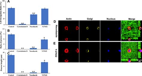 Nanofibrous Tubular Three Dimensional Platform For Single Dental Pulp Stem Cell Polarization Pmc