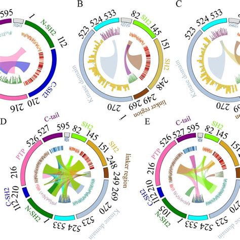Surface View And The Conformational Switches In Shp 1 Upon Binding Of Download Scientific