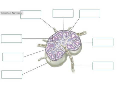 Labelling The Lymph Node Quiz