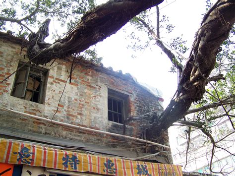 Tree Growing Through House Abandoned Buildings House Styles House
