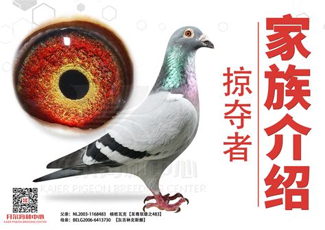 中信网铭鸽展厅 信鸽赛鸽种鸽子代鸽外籍鸽赛绩鸽公棚鸽