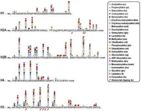 Histone Post Translational Modifications Encyclopedia Mdpi