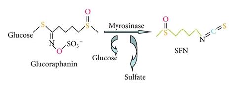 Glucoraphanin Is The Major Glucosinolate In Broccoli Under Neutral