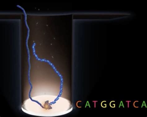 Long Reads Third Generation Sequencing Flashcards Quizlet