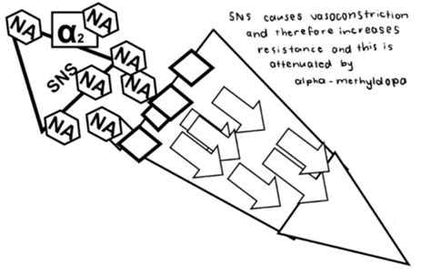 CVS Pharmacology Flashcards Quizlet