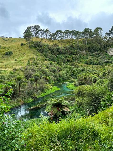 줌줌 후기 [써니투어] 호빗마을 And 와이토모 동굴 And 블루스프링스 당일투어 의