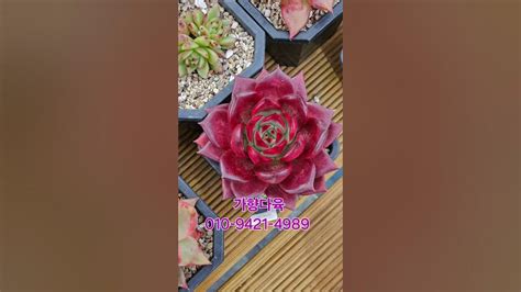 가향다육 다육 창 Youtube