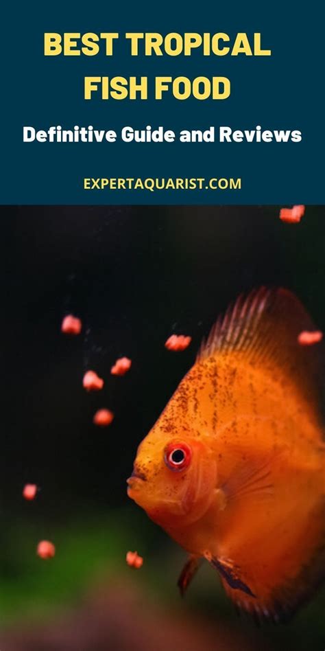 Best Freshwater Aquarium Shrimp For Beginners Artofit