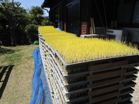 稲の苗の緑化 環境保全型農業の部屋ブログ