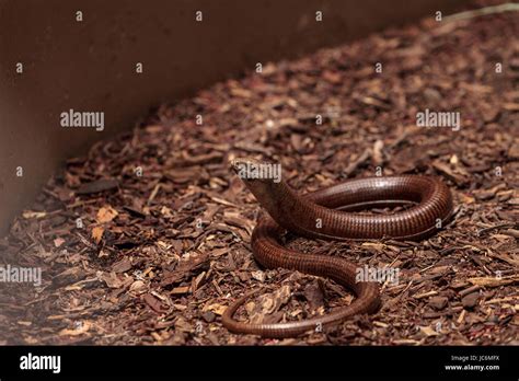 Legless Lizard Scheltopusik Is Scientifically Known As Pseudopus Apodus And Is Found In Greece