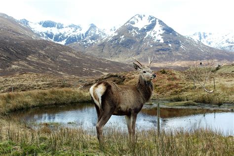 Deer Isle Of Skye A Scottish Deer Scotlandfree Pictures Free Photos
