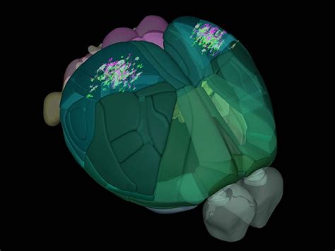 Allen Institute For Brain Science Announces Mapping Of The Mouse Cortex Allen Institute For Brain Science Announces Mapping Of The Mouse Cortex