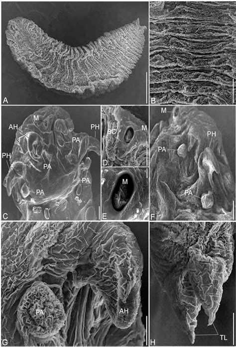 Morphology And Molecular Taxonomy Of The Tongue Worm Genus Raillietiella Pentastomida From