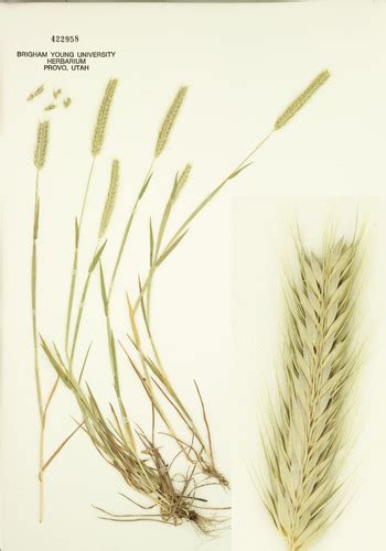 Grasses And Cereal Crops Identification Flashcards Quizlet