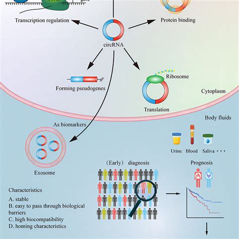Function Of Circular Rna Potential Application Of Circular Rna In The Download Scientific