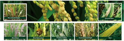 Fungicides Agrodragon All About Growing