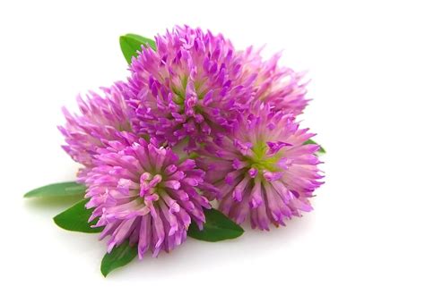 خداحافظی با ریزش مو به کمک چای شبدر قرمز روش مصرف