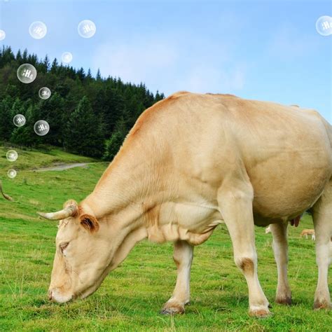 Cop27 Making Methane Climate Friendly Isnt Just All Hot Air Mirage News