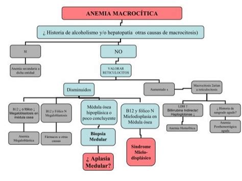 ANEMIA MACROCÍTICA Hi