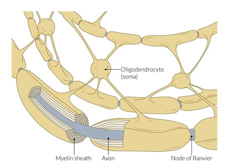 Peripheral Nerve Histology Nodes Of Ranvier