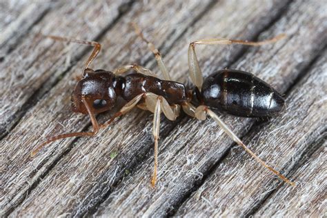 Colobopsis Macrocephala Field Guide To The Insects Of Tasmania