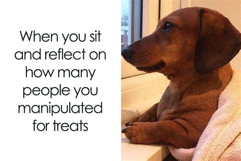 63 Funny Animal Memes That Prove Pets Are The Ultimate Comedians